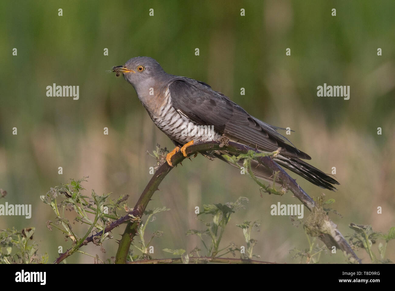 Common cuckoo cuculus canorus eat hi-res stock photography and images ...