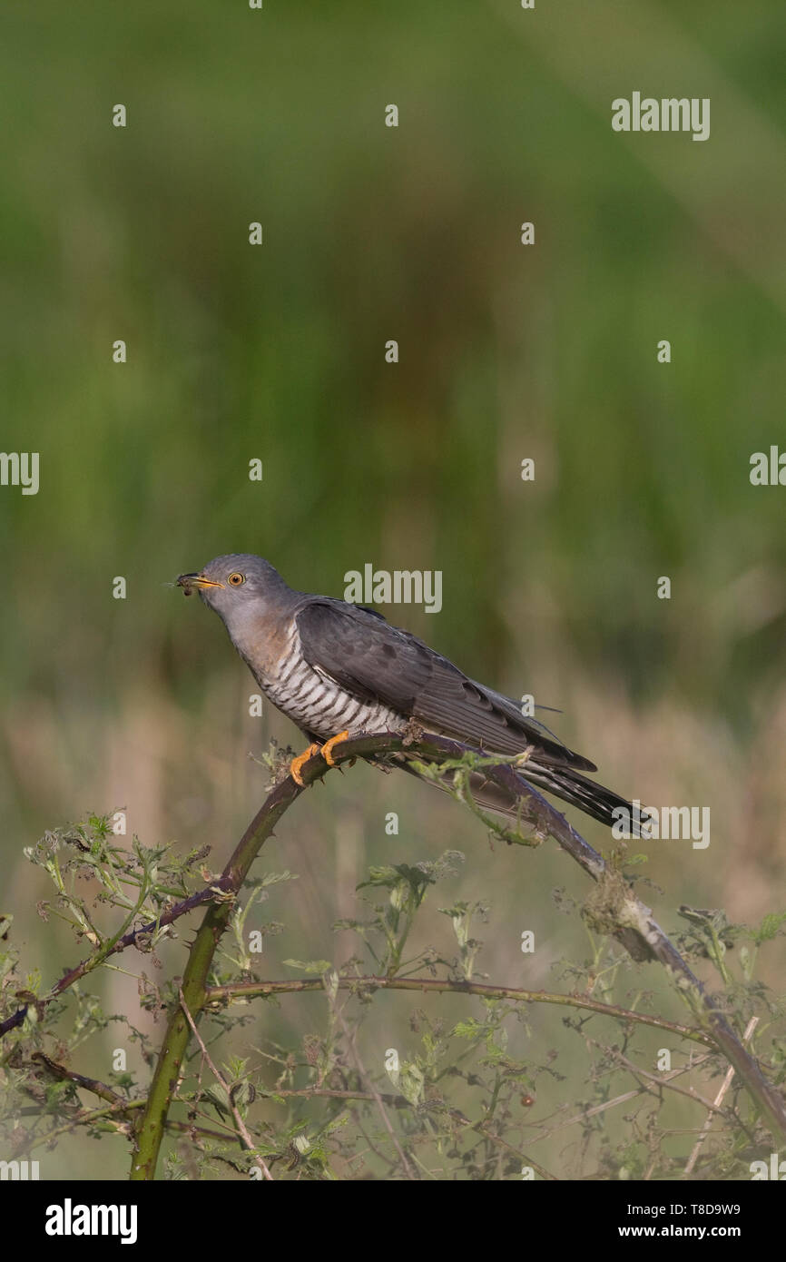 Birds eating caterpillars uk hi-res stock photography and images - Alamy