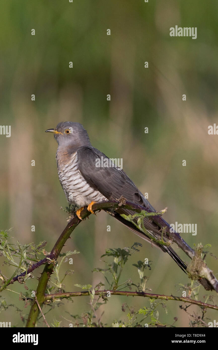 Common Cuckoo (Cuculus canorus Stock Photo - Alamy