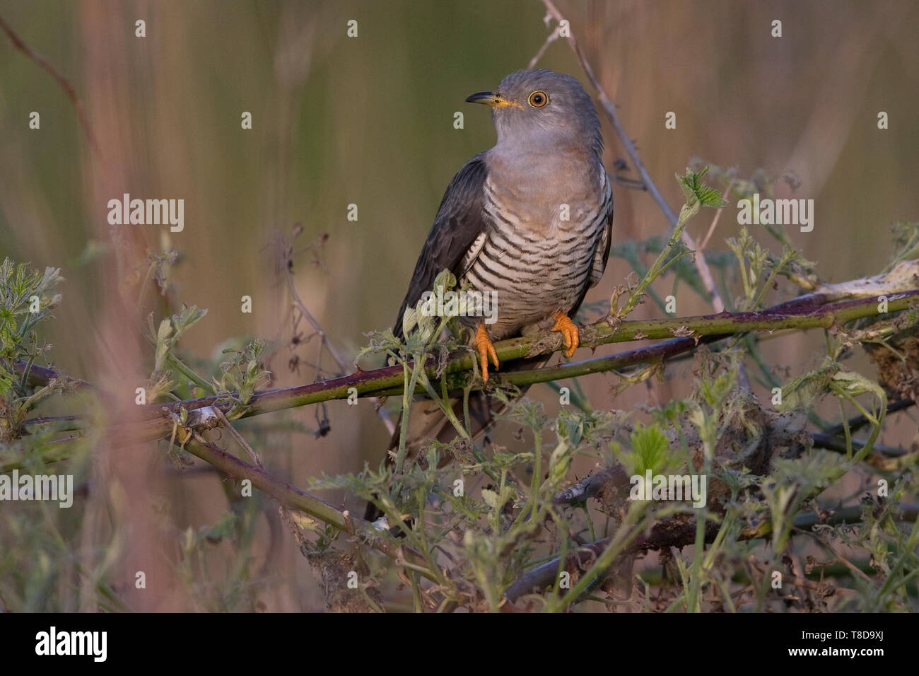 Common Cuckoo (Cuculus canorus Stock Photo - Alamy