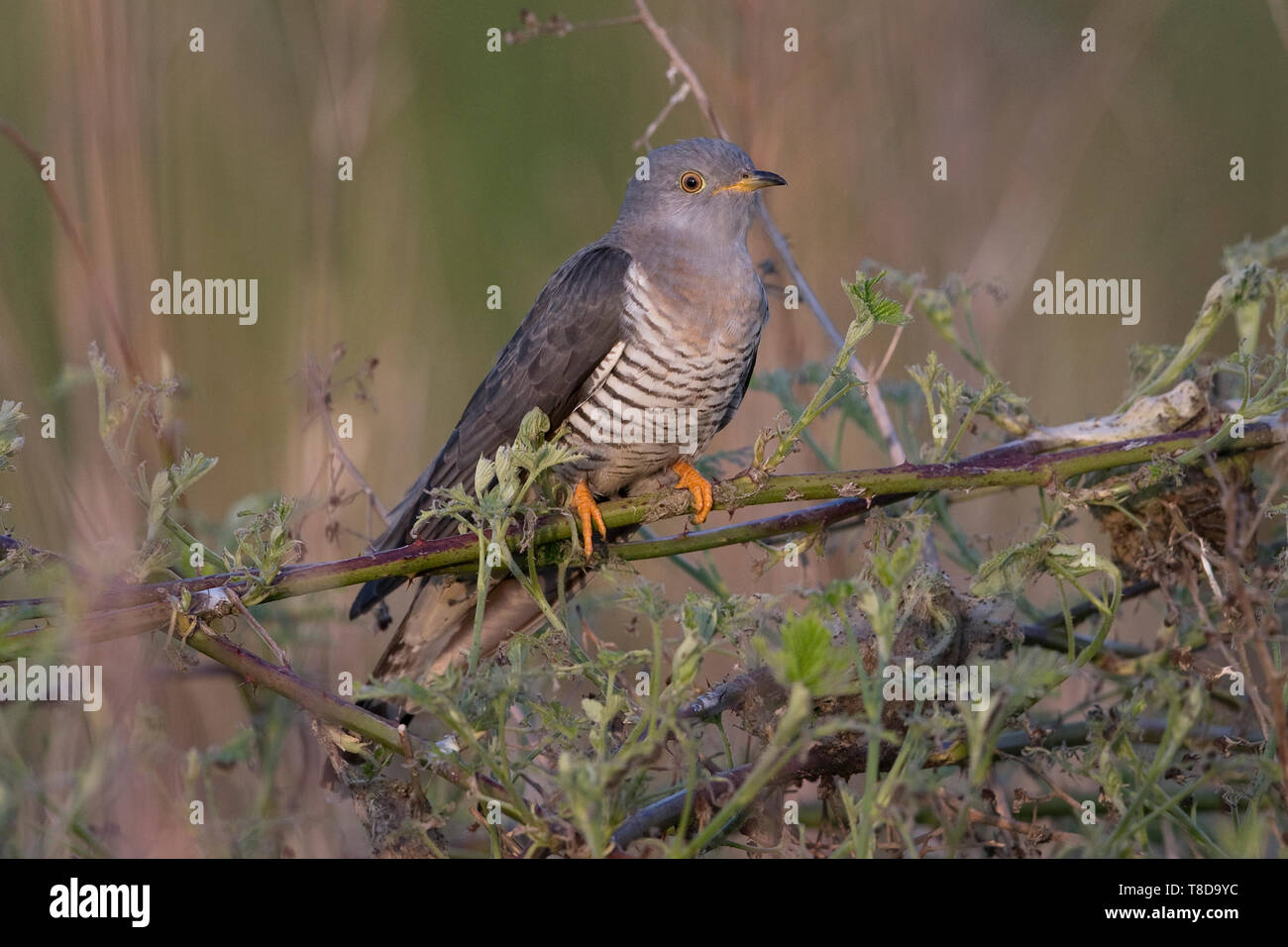Common Cuckoo (Cuculus canorus Stock Photo - Alamy