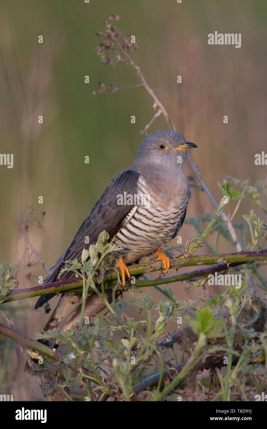 Common Cuckoo (Cuculus canorus Stock Photo - Alamy