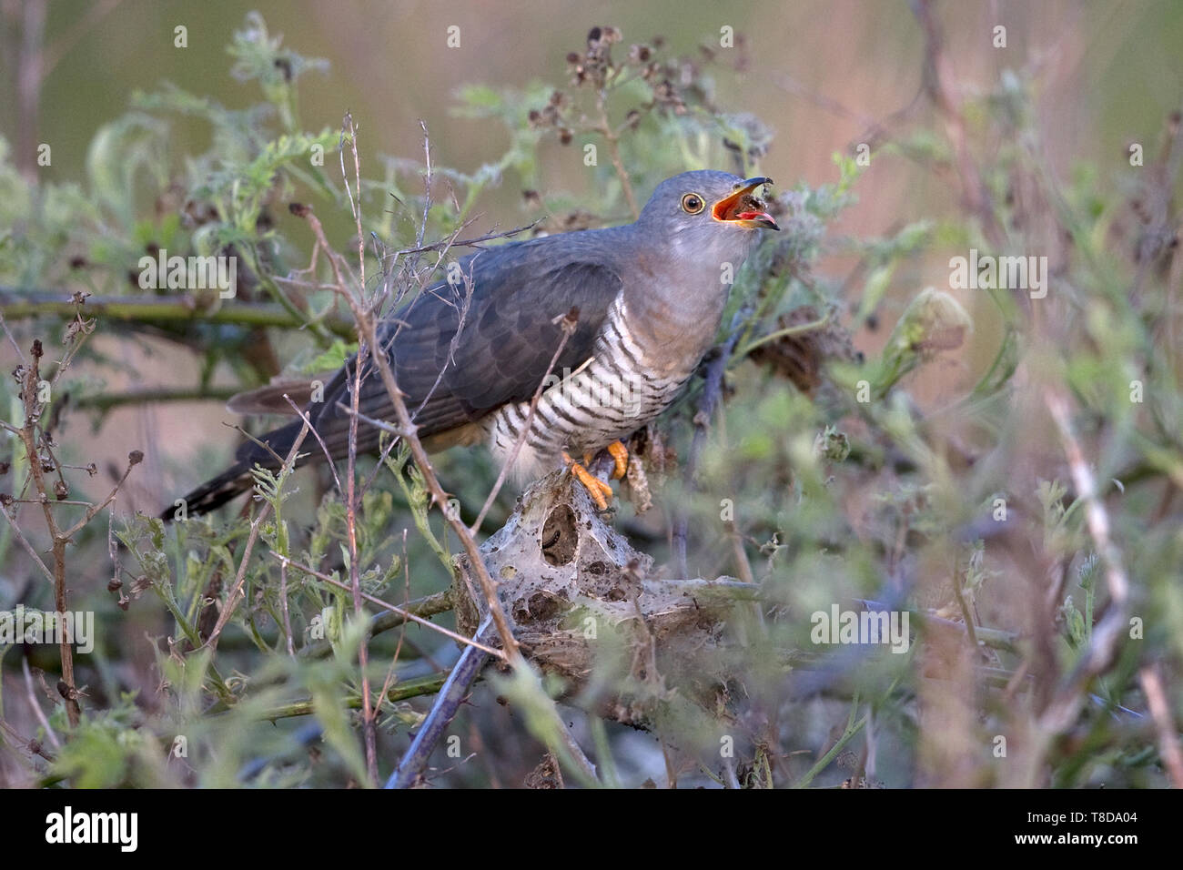 Common Cuckoo (Cuculus canorus Stock Photo - Alamy