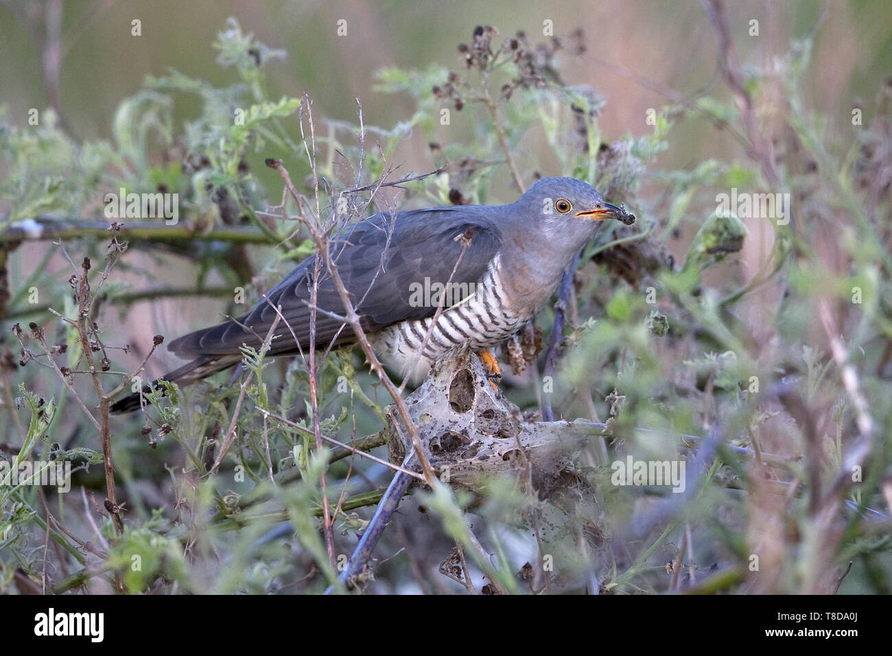 Common Cuckoo (Cuculus canorus Stock Photo - Alamy