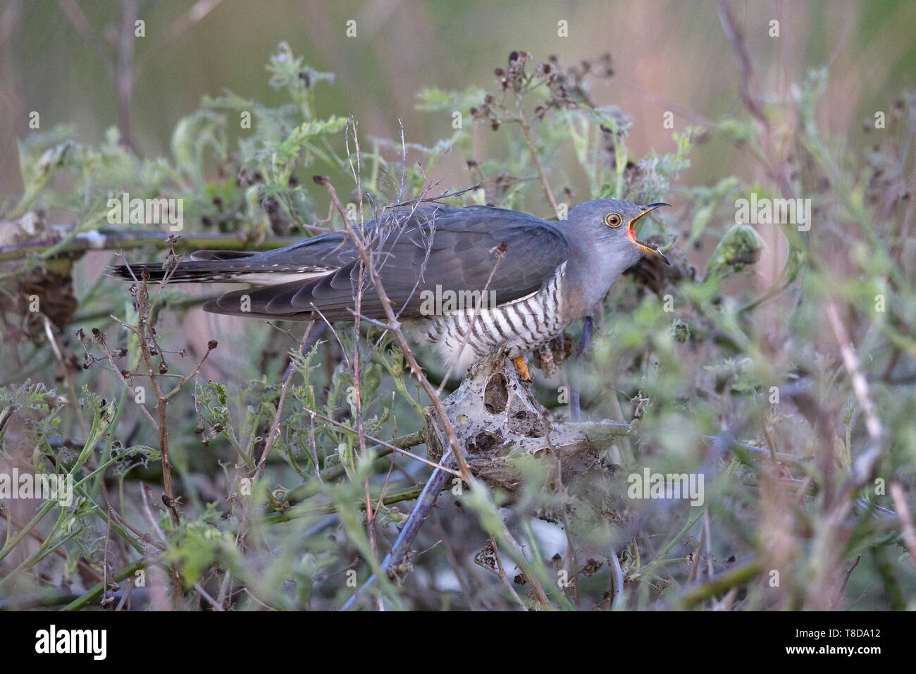 Common Cuckoo (Cuculus canorus Stock Photo - Alamy