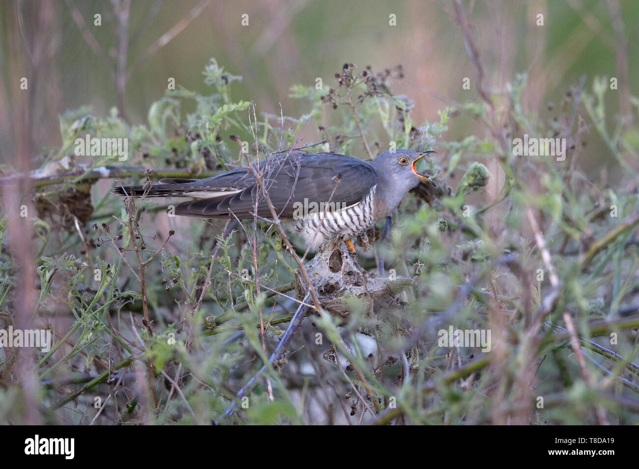 Common Cuckoo (Cuculus canorus Stock Photo - Alamy