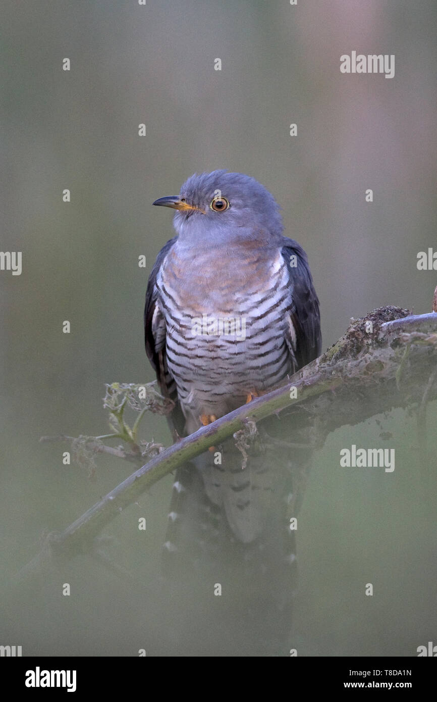 Common Cuckoo (Cuculus canorus Stock Photo - Alamy
