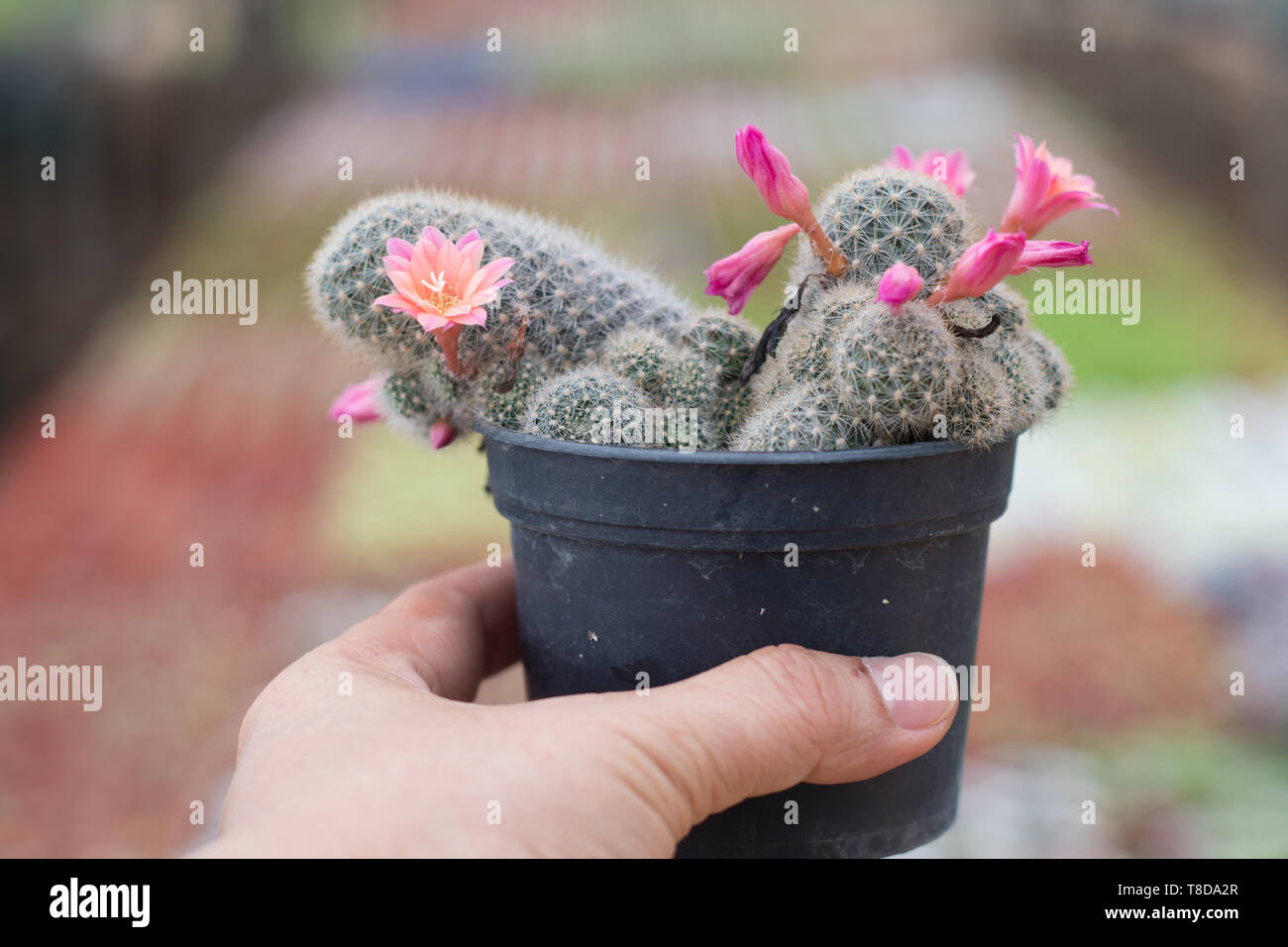 Hand holding cactus hi-res stock photography and images - Alamy