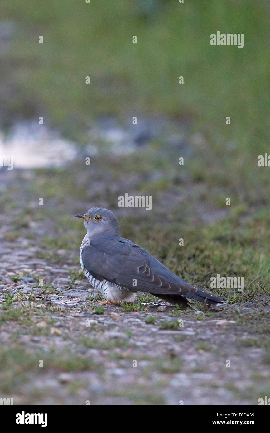 Common Cuckoo (Cuculus canorus Stock Photo - Alamy