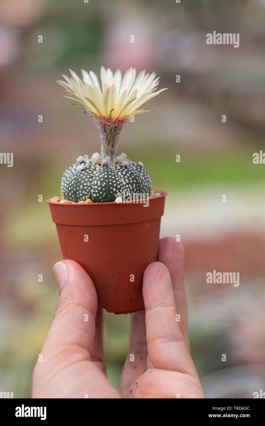 Man holding a small cactus in hand on nature background Stock Photo - Alamy