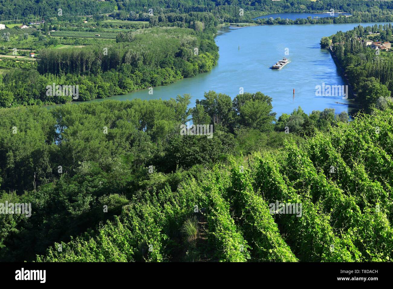 Vineyard condrieu rhone france hi-res stock photography and images - Alamy