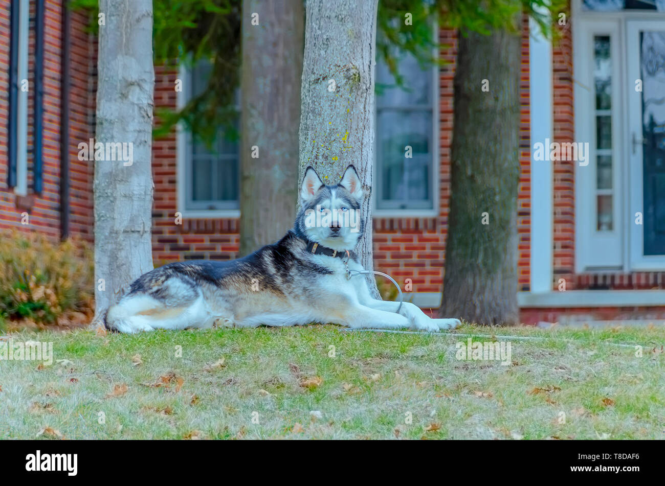 A Siberian husky on an extended-length clip-on leash/tether/lean line ...