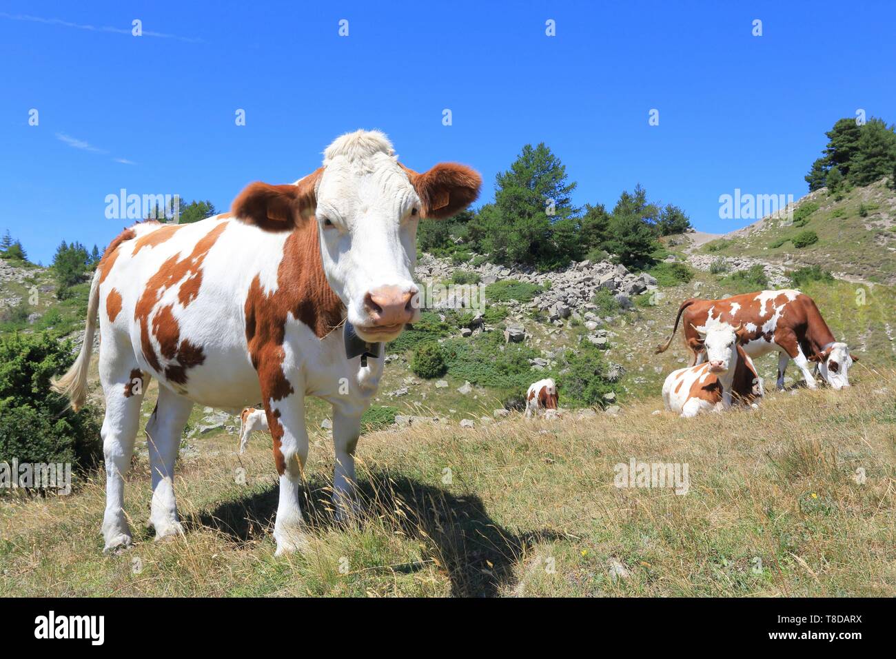 France, Hautes Alpes, Haut Champsaur, Ancelle, Col de Moissiere, cows ...
