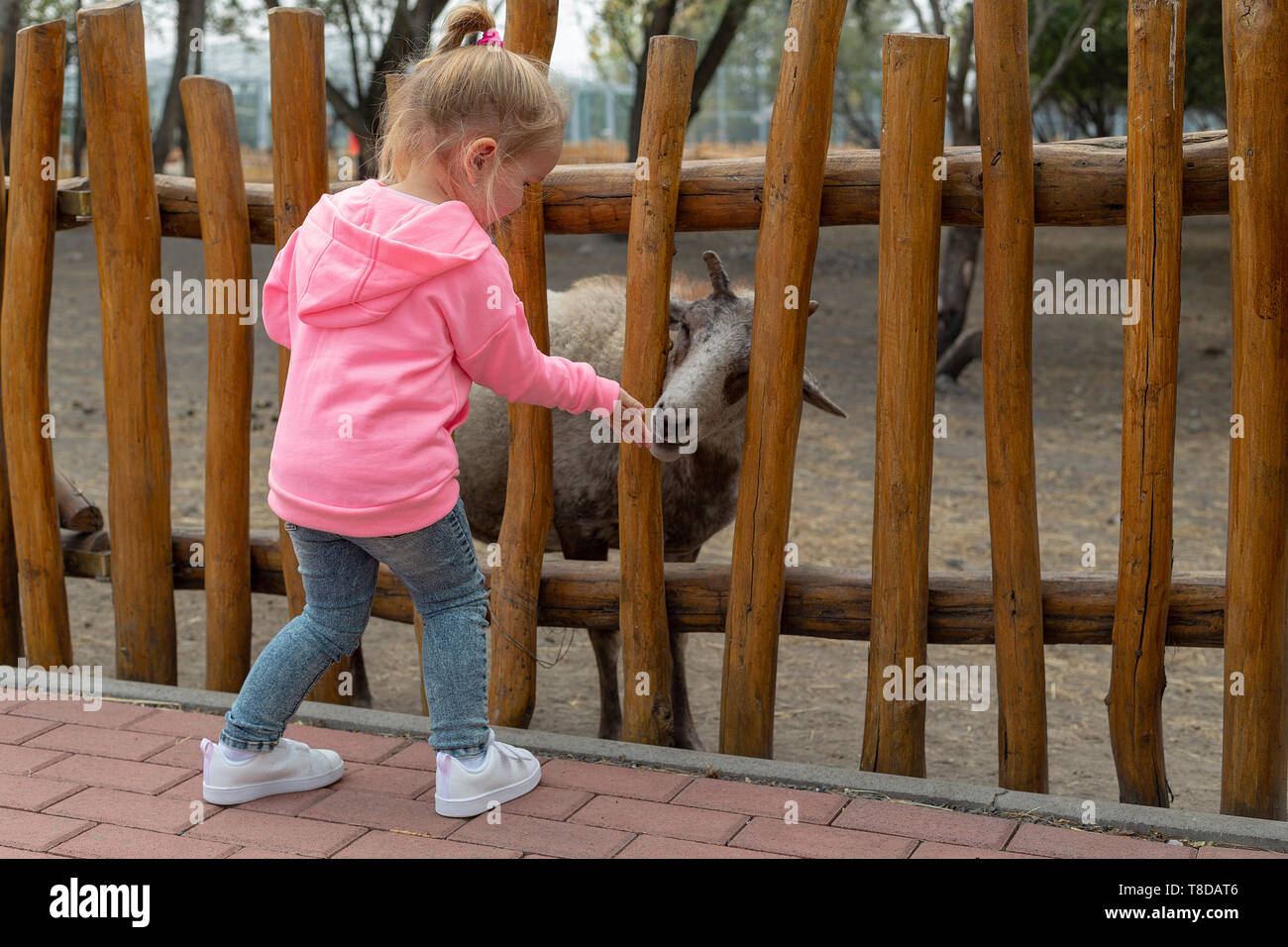 Girl feeding animals hi-res stock photography and images - Alamy