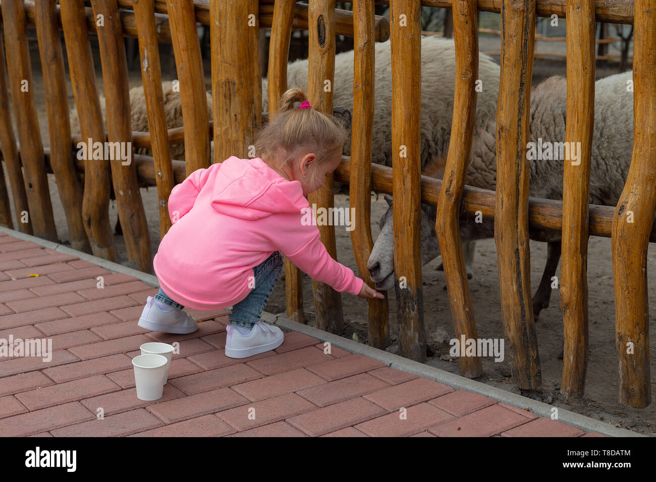 Girl feeding animals hi-res stock photography and images - Alamy