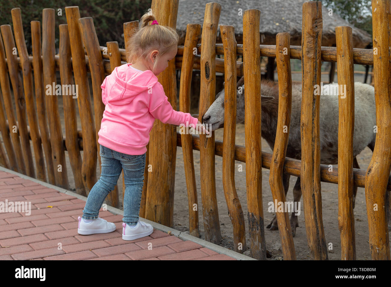 Young adorable girl feeding animals with a kibbles on a ranch on cold ...