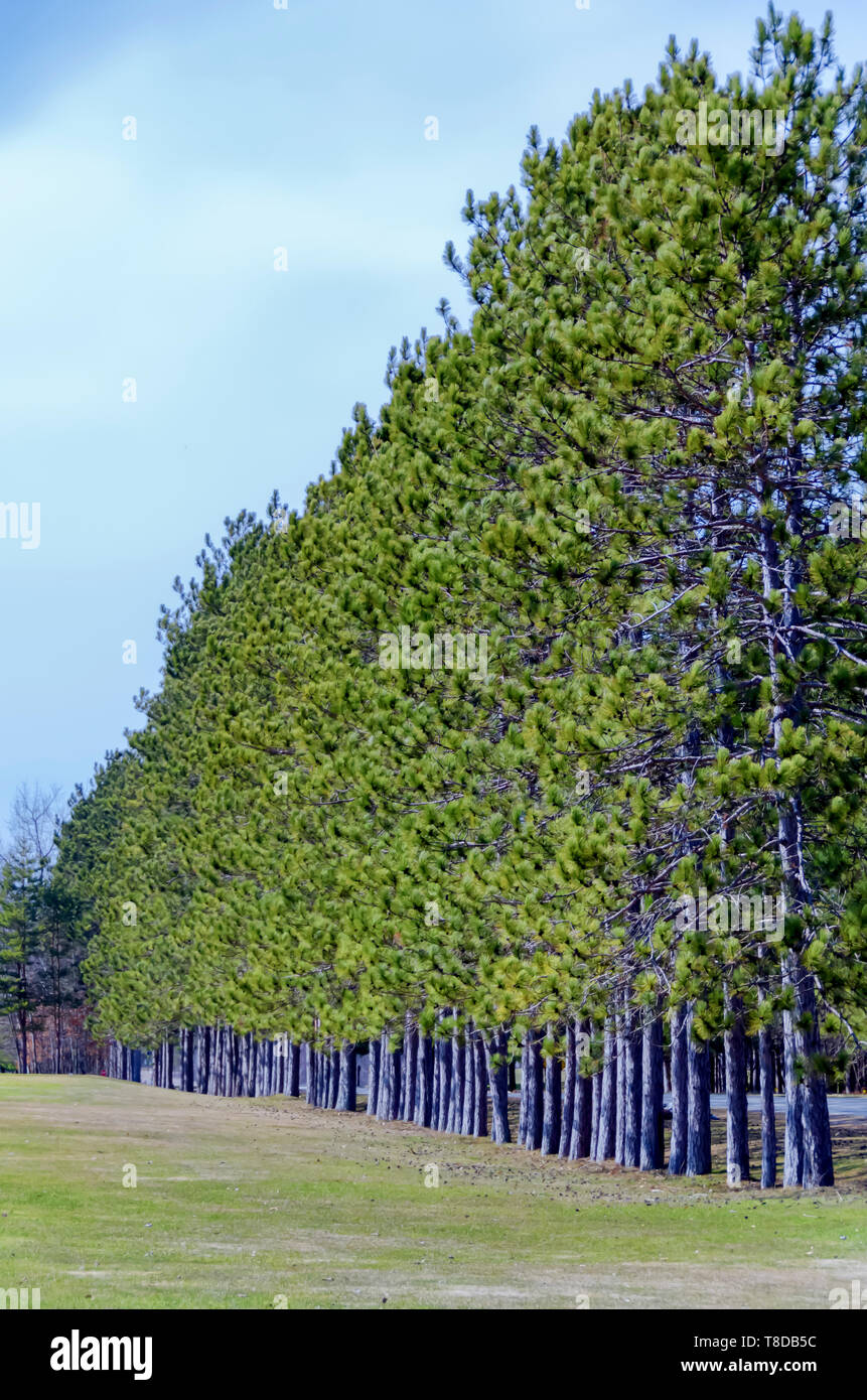 Row of christmas trees hi-res stock photography and images - Alamy