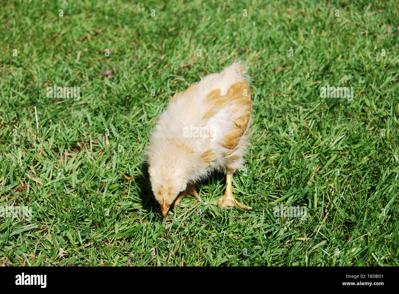 Chick feathers hi-res stock photography and images - Alamy