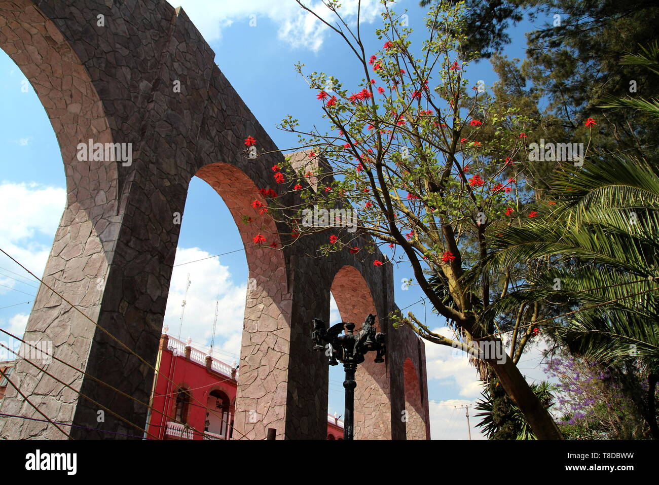 Erythrina coralloides, Colorin, zompantle, patol. Mexican tree with red ...