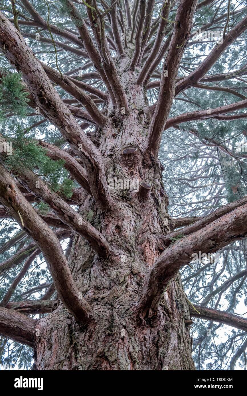 Sequoia branch hi-res stock photography and images - Alamy