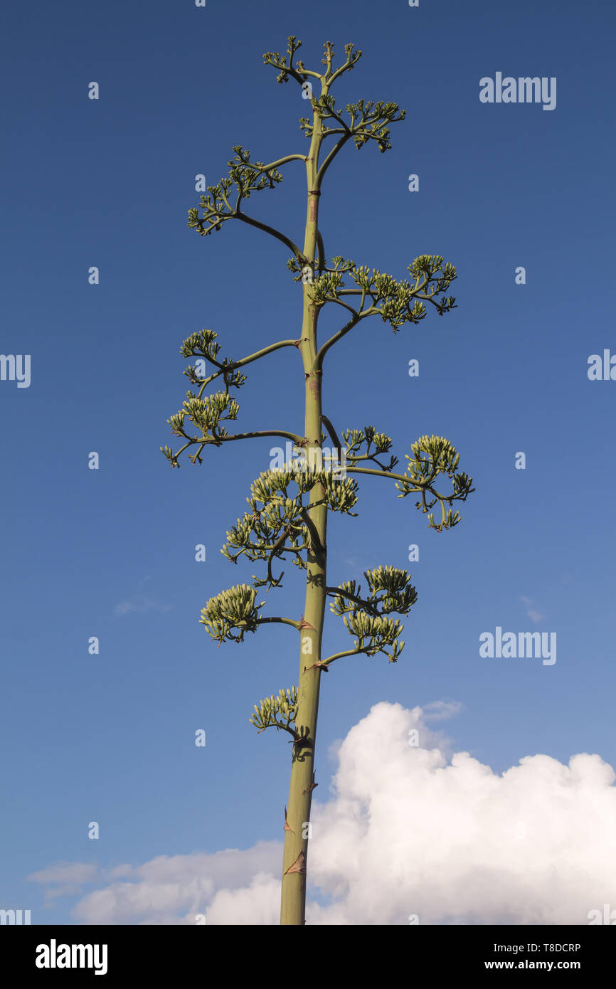 Very high stem of an agave flower with many sprouts, blooming in the ...