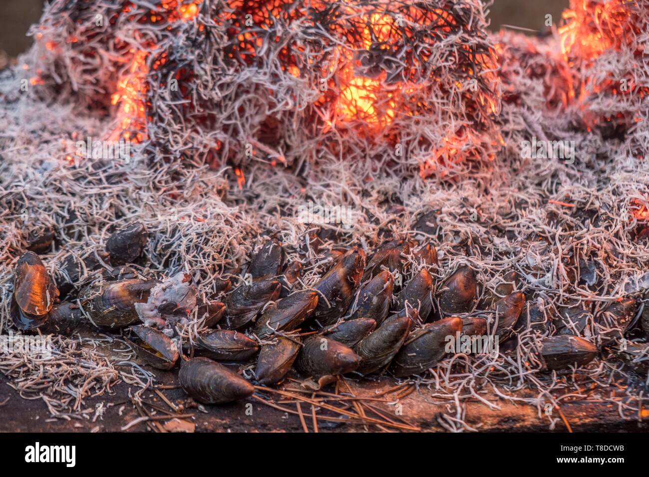 Flame mussel hi-res stock photography and images - Alamy