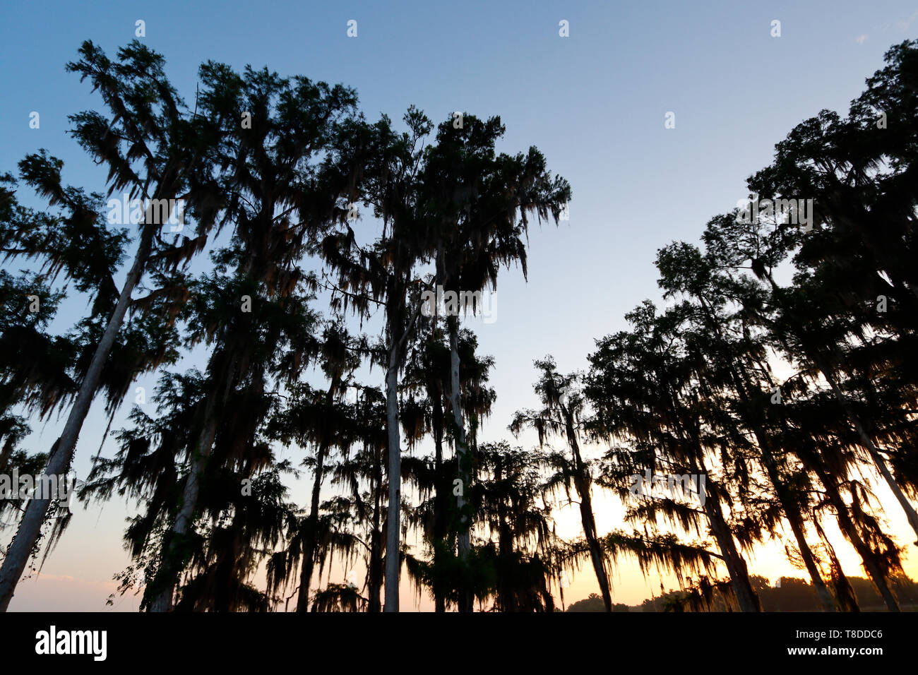 Cypress trees draped with spanish moss hi-res stock photography and ...