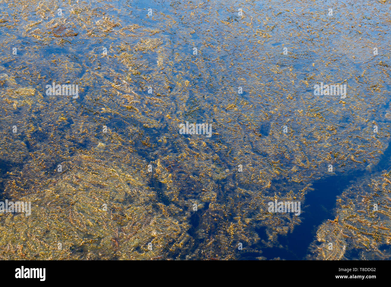 Algae bloom in a freshwater lake Stock Photo - Alamy