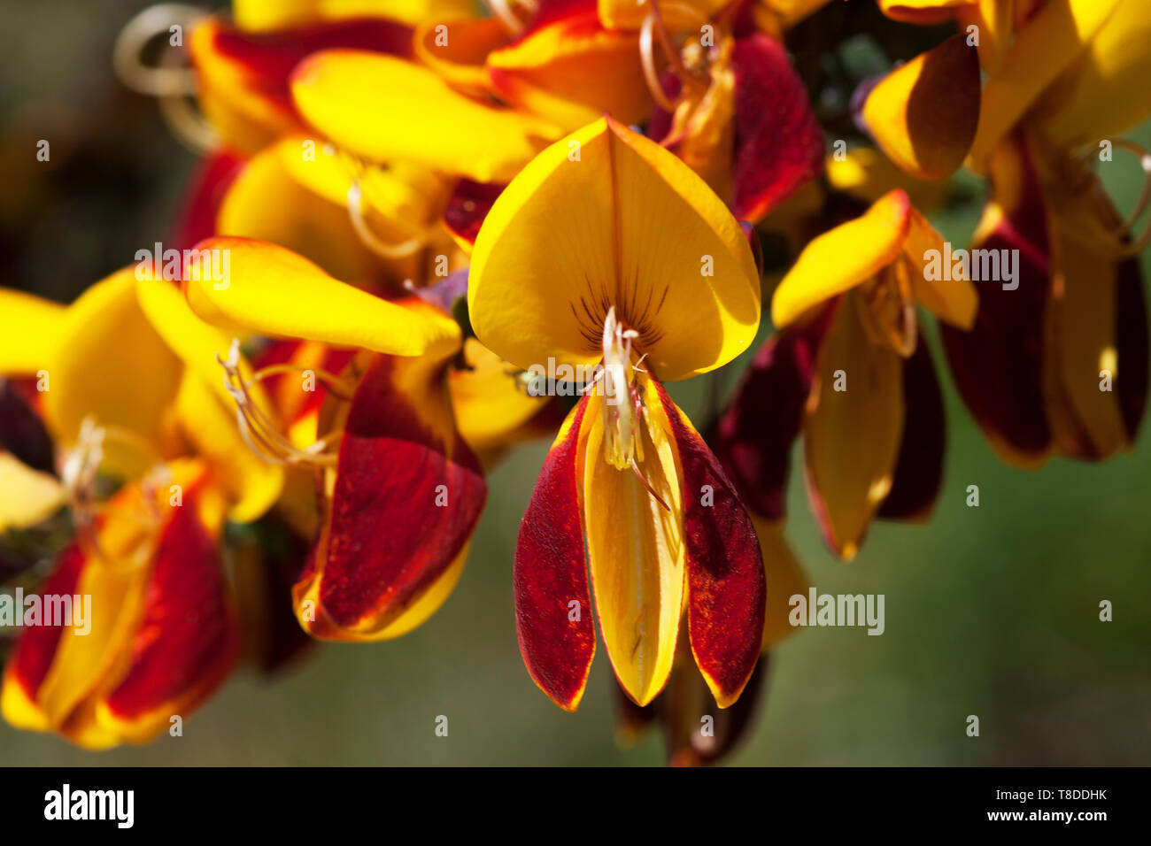 Broom plant hi-res stock photography and images - Alamy