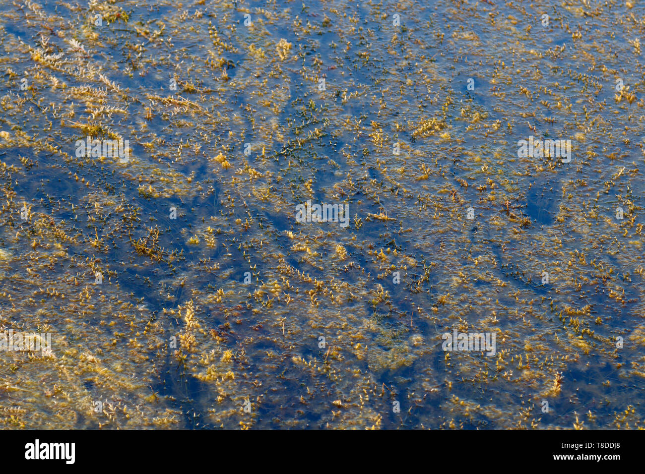 Algae bloom in a freshwater lake Stock Photo - Alamy