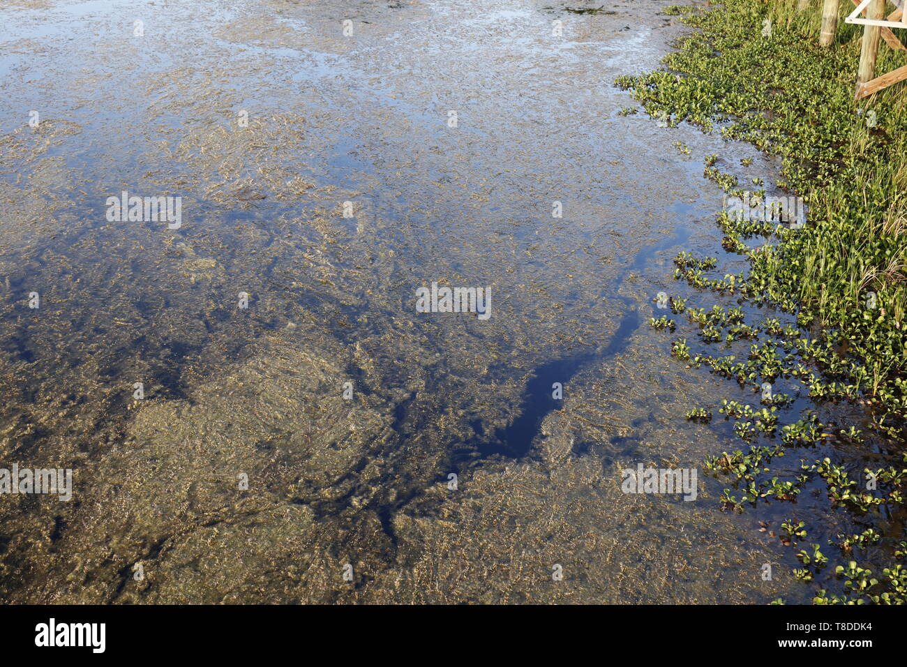 Algae bloom in a freshwater lake Stock Photo - Alamy