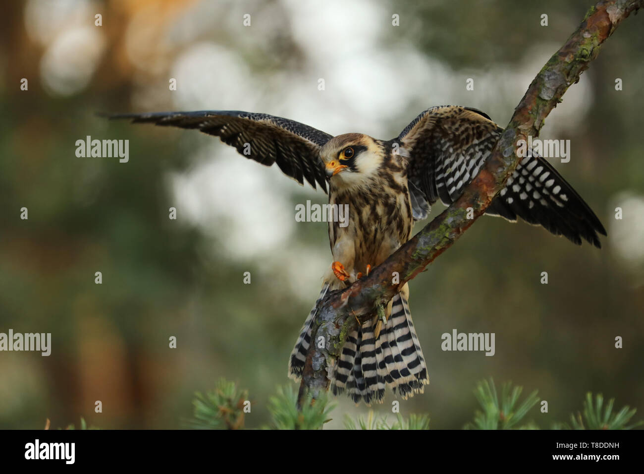 Western red footed falcon falco vespertinus hi-res stock photography ...