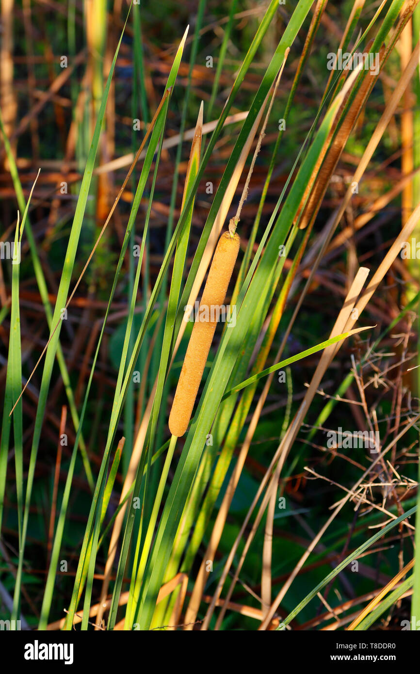 Cattails Pond High Resolution Stock Photography and Images - Alamy