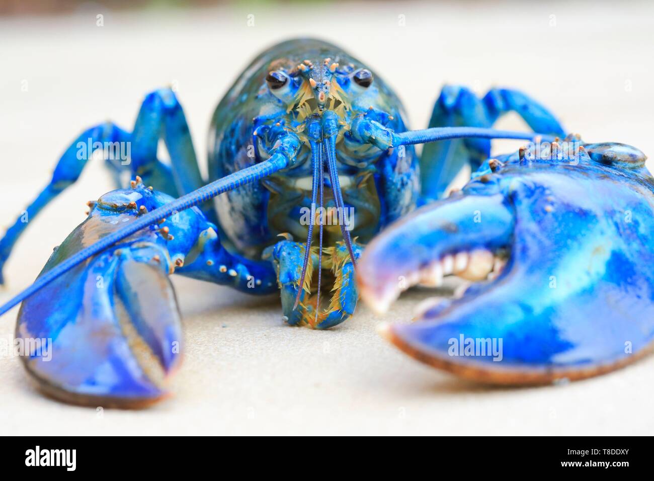 Canada, New Brunswick, Acadie, Gloucester County, Shippagan, New ...