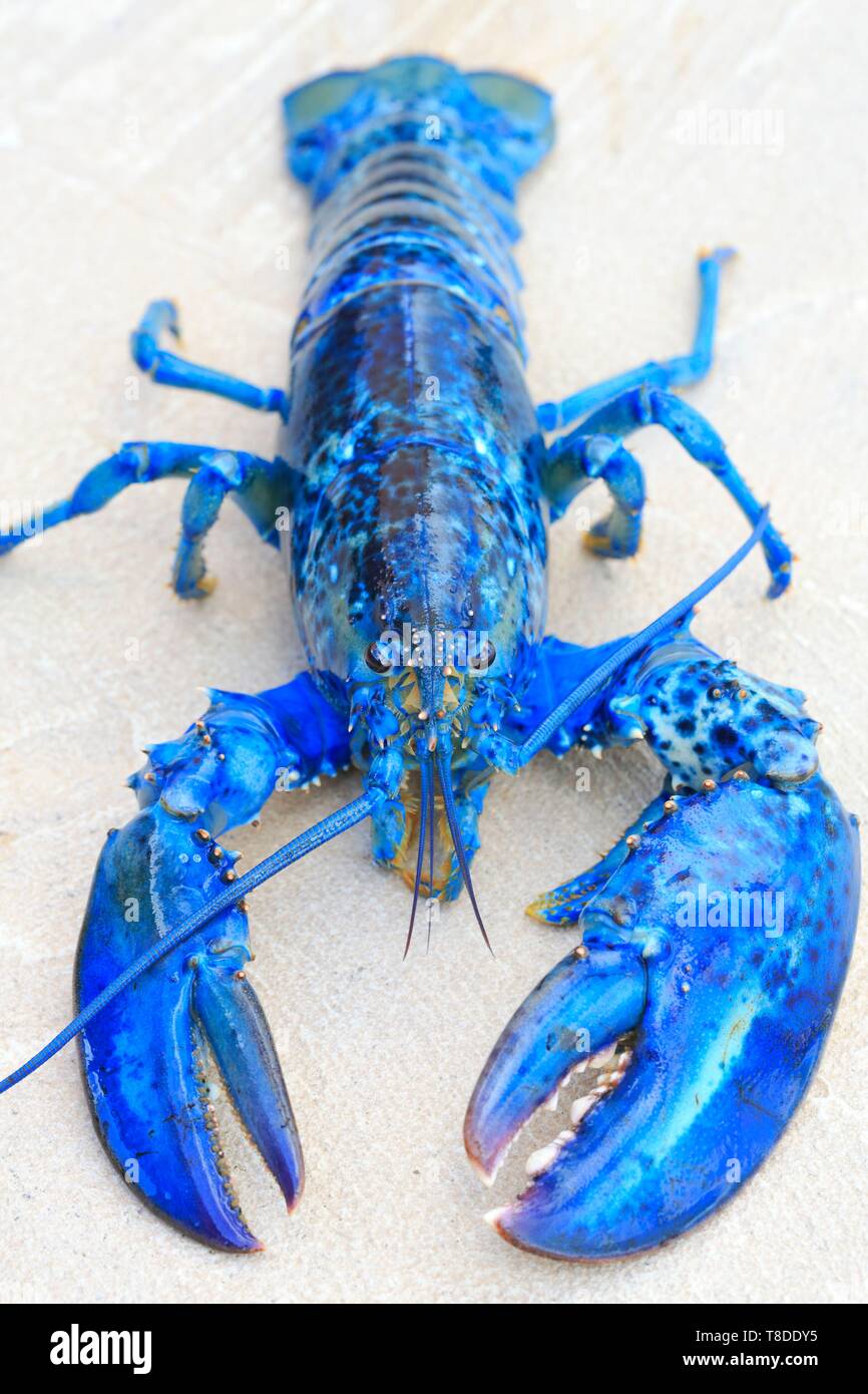 Atlantic canada marine animals hi-res stock photography and images - Alamy