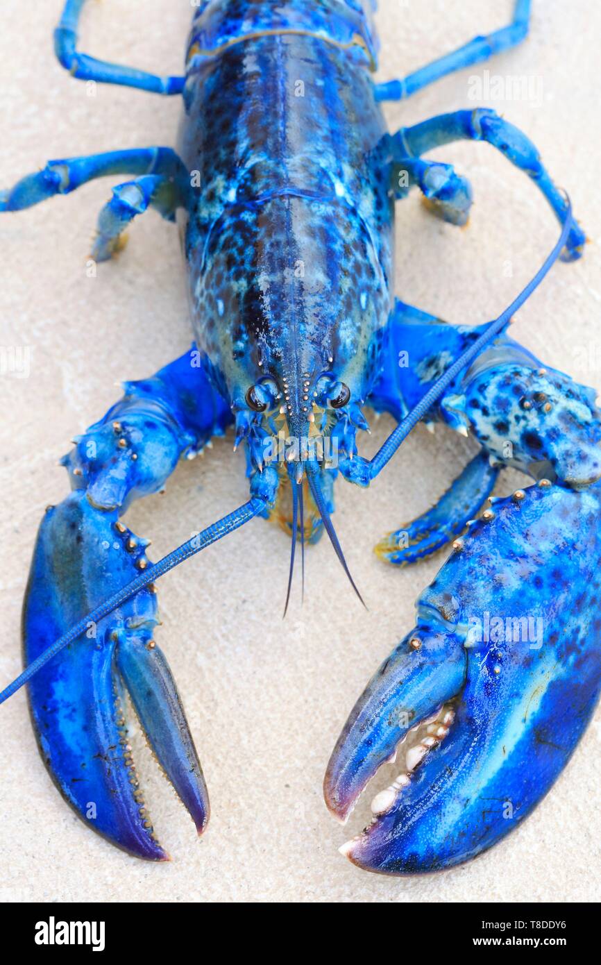 New brunswick aquarium hi-res stock photography and images - Alamy