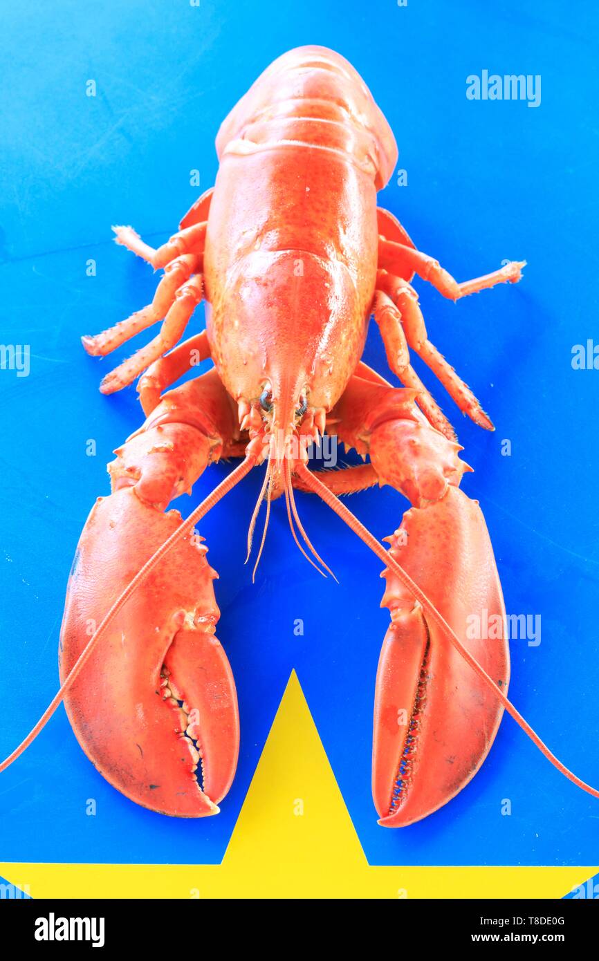 Canada, New Brunswick, Acadie, tasting a lobster Stock Photo - Alamy