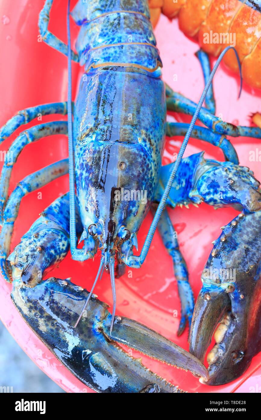 Canada, New Brunswick, Acadie, Miscou, return of lobster fishery, blue ...
