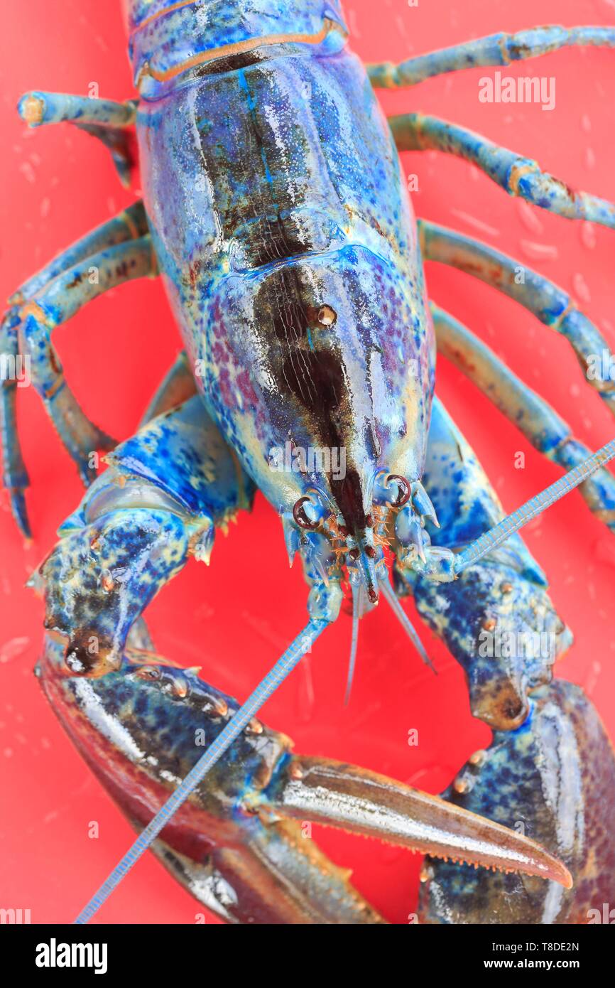 Blue lobster hi-res stock photography and images - Alamy