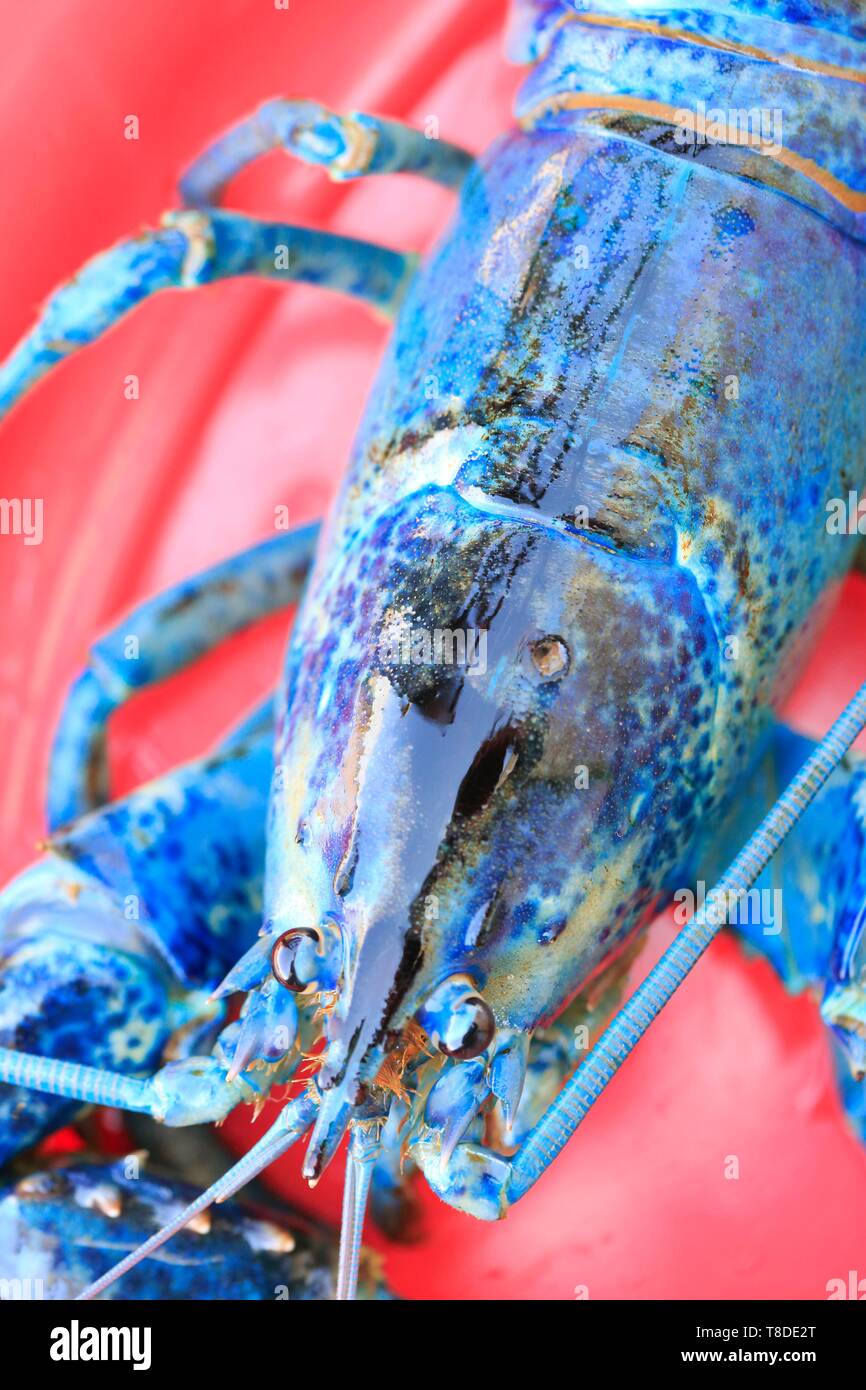 Canada, New Brunswick, Acadie, Miscou, return of lobster fishery, blue ...