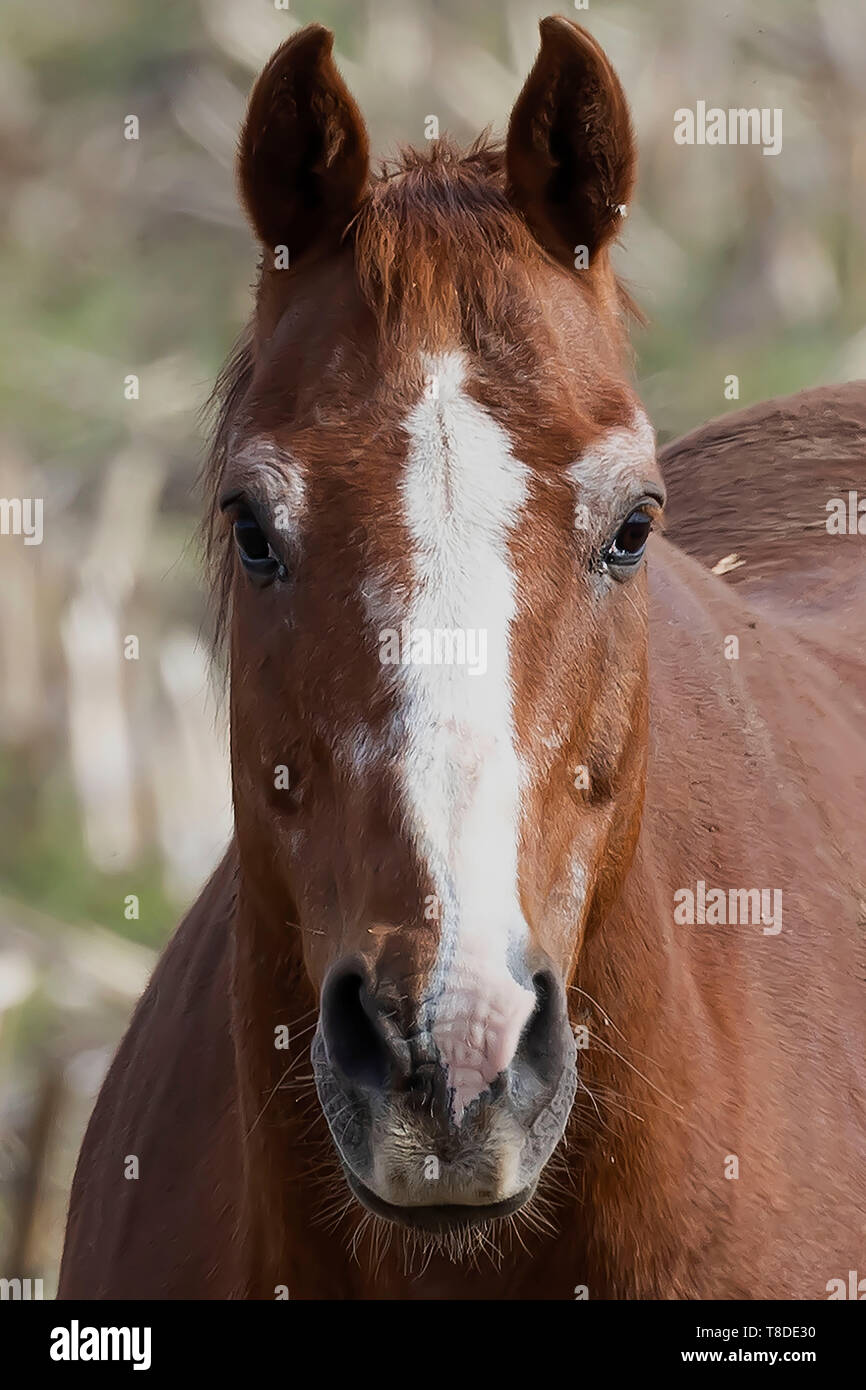 Horses in the field,central Wisconsin Stock Photo - Alamy