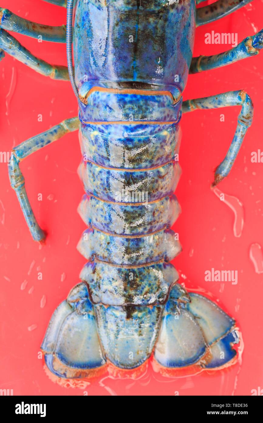 Canada, New Brunswick, Acadie, Miscou, return of lobster fishery, blue ...