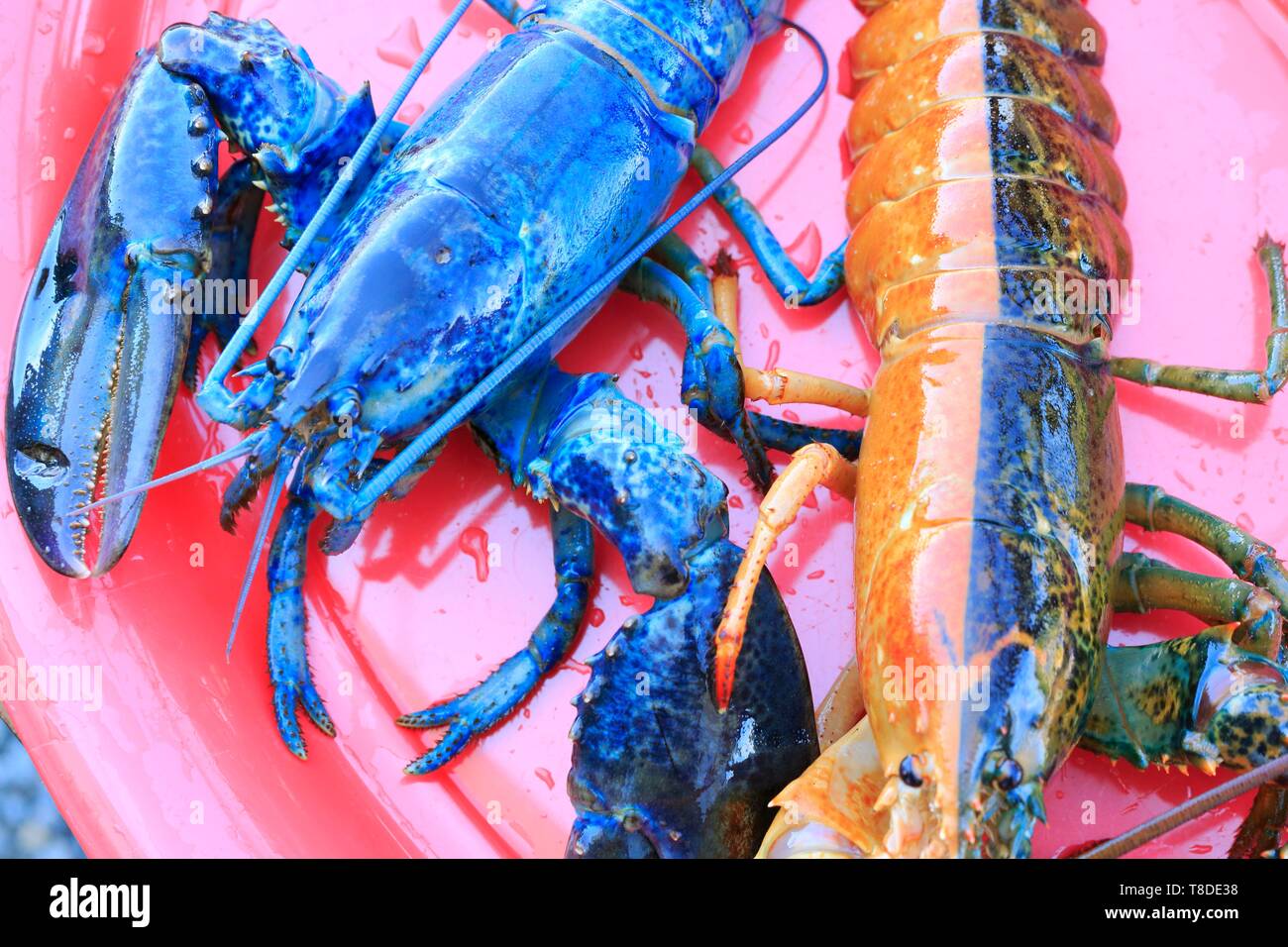 Canada, New Brunswick, Acadia, Miscou, return of fishing for lobsters ...