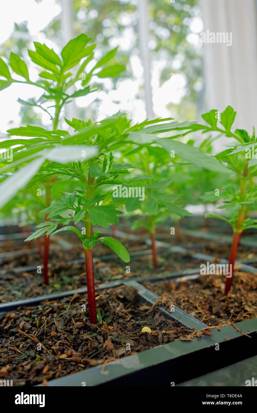 Marigold seedlings hi-res stock photography and images - Alamy