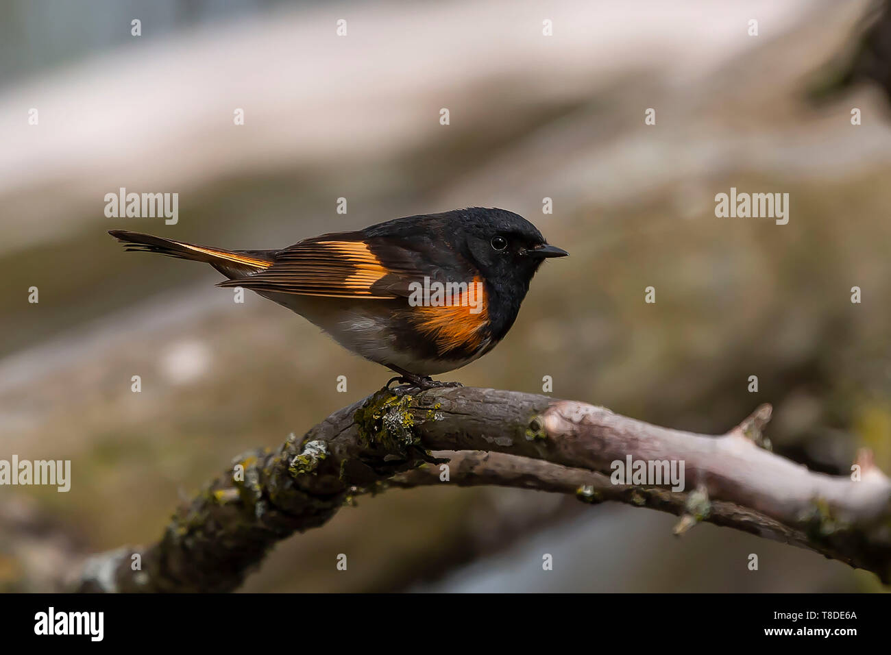 American redstart and nest hi-res stock photography and images - Alamy