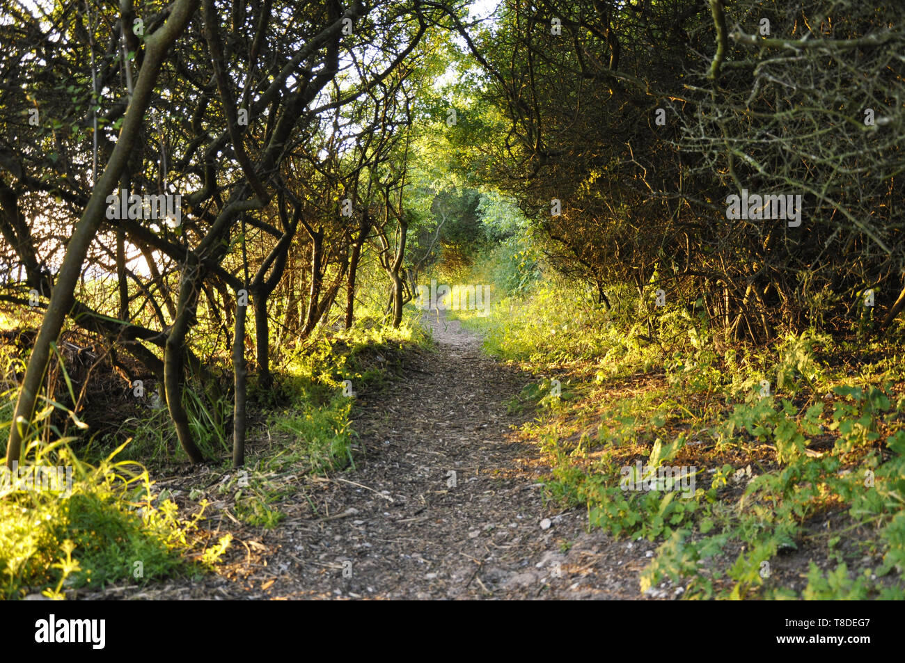 green passageway by jziprian Stock Photo - Alamy