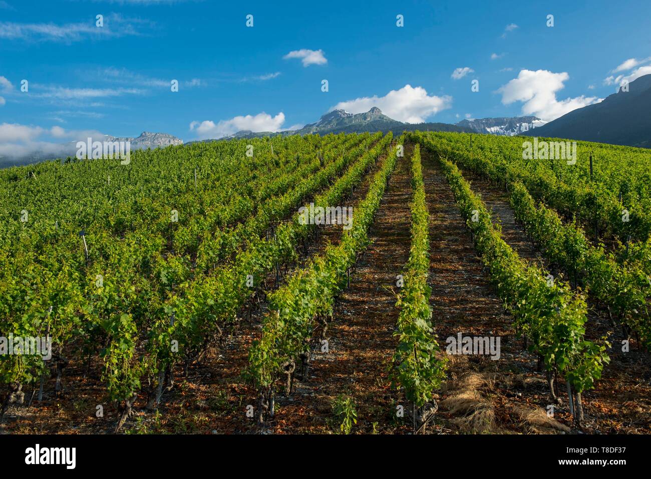 Switzerland, Valais, the vineyard of Sierre surrounds the city Stock ...