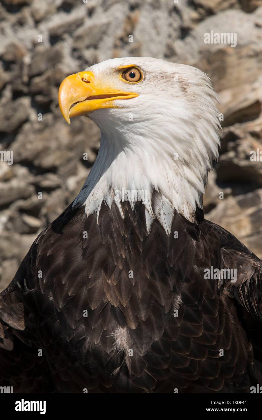 Bald eagle haliaeetus leucocephalus breeding hi-res stock photography and images - Alamy