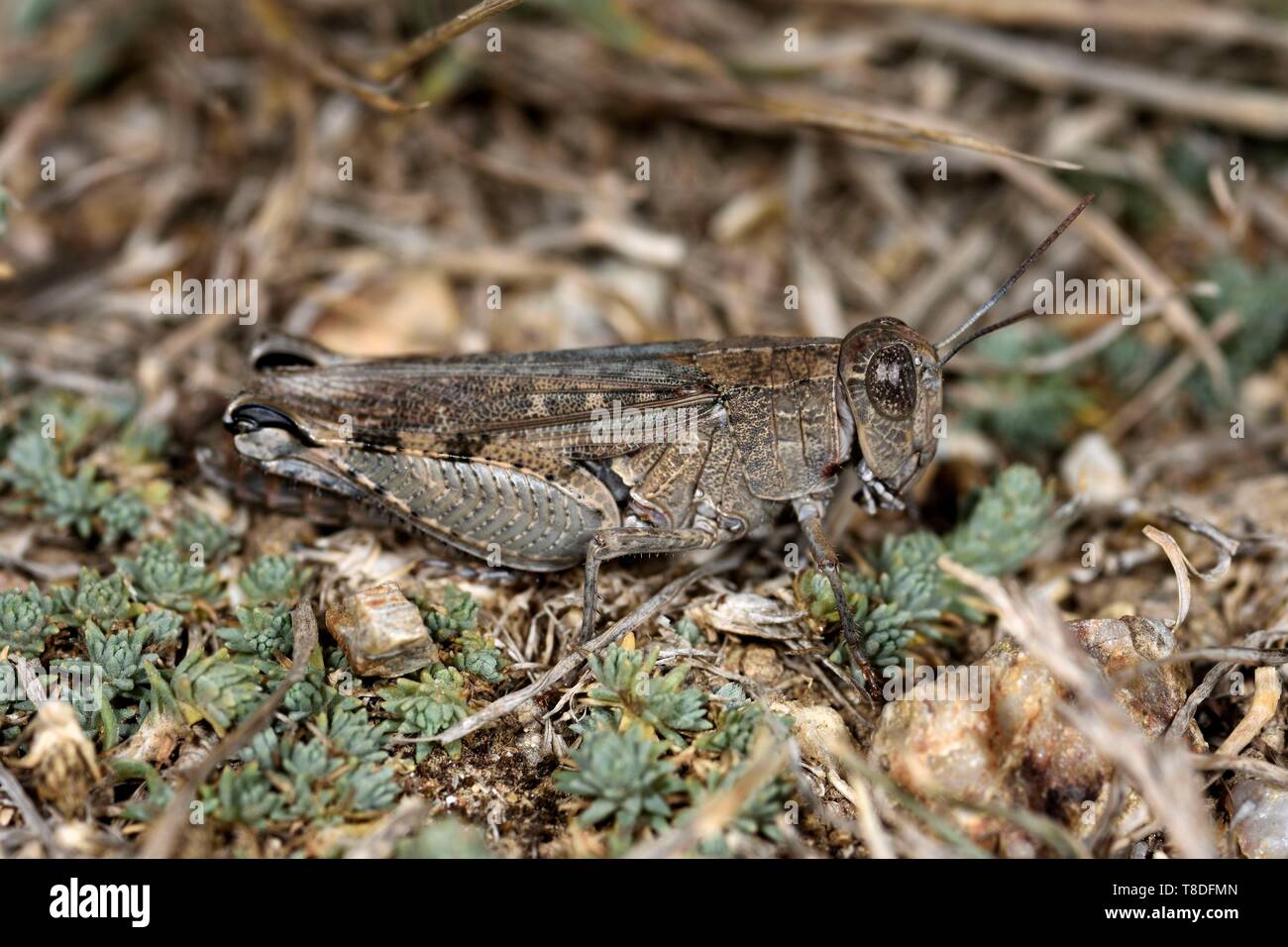 Calliptamus barbarus hi-res stock photography and images - Alamy