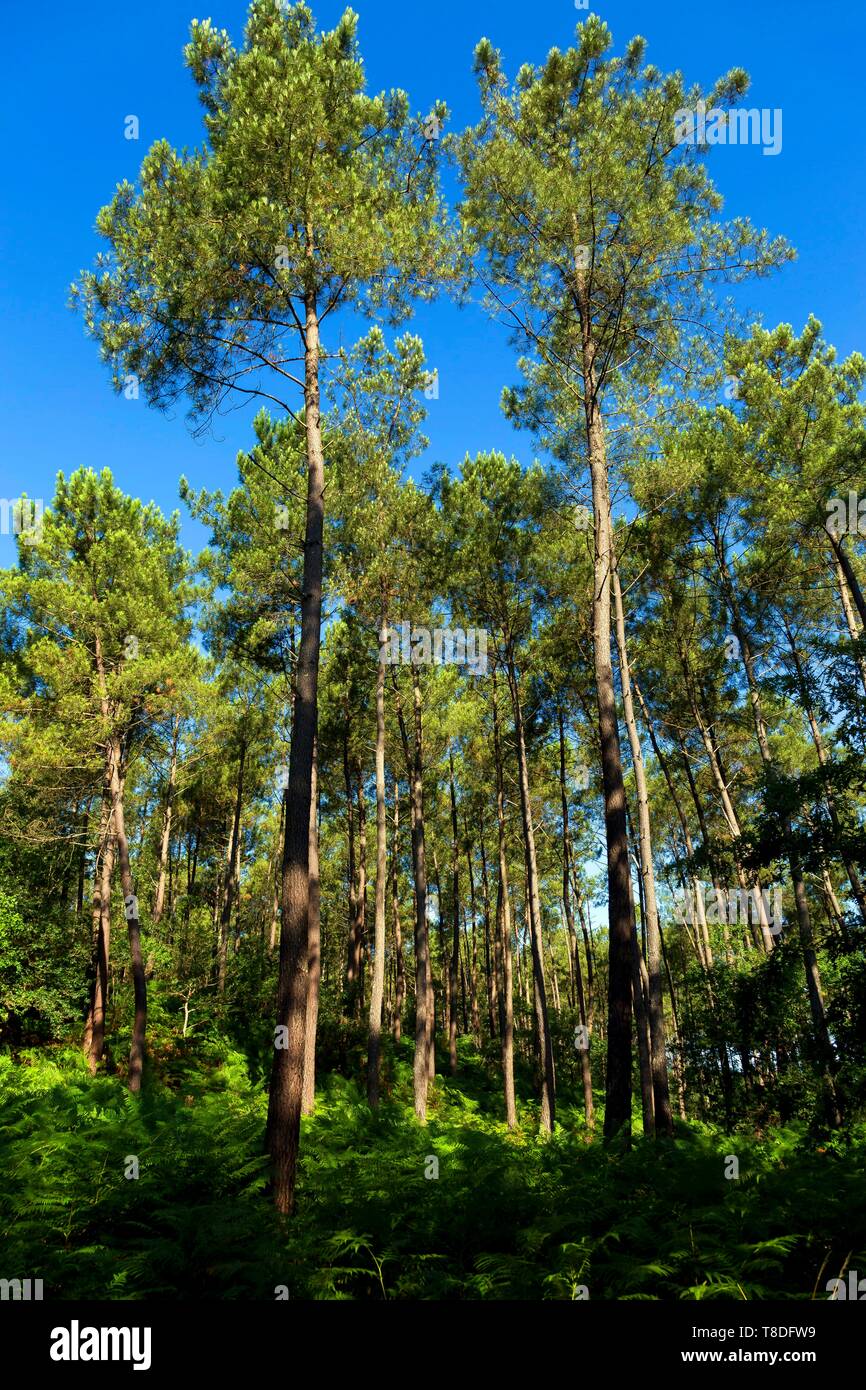 The landes de gascogne regional park hi-res stock photography and ...